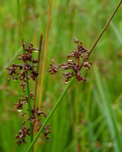 Rushes Sedges Grasses Flashcards Quizlet