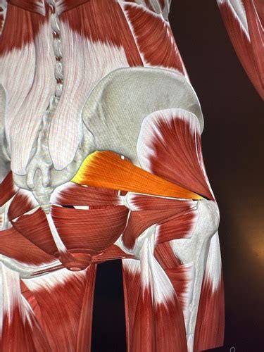 Lateral Rotators Femur Flashcards Quizlet