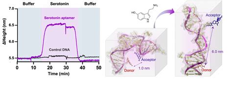 Structure Switching Aptamer Characterization ‒ Chemina ‐ Epfl