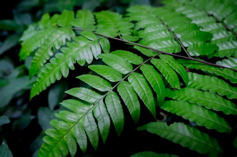 숲에서 자연 녹색 펀입니다 녹색 관목 펀 배경으로 유용 잎 밝은 녹색 잎 자연 배경 만들 레이어 고 사리와 다른 단단한 식물 정글 0명에 대한 스톡 사진 및 기타 이미지