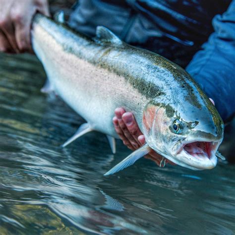 Steelhead Vs Rainbow Trout Tastylicious