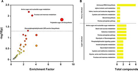 metabolite annotation and pathway analysis using mummichog a pathway