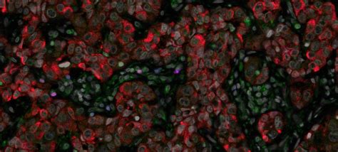 Rnascope™ Multiplex Fluorescent Assays Bio Techne