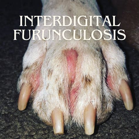 How We Healed Interdigital Furunculosis Naturally Furbal Remedies