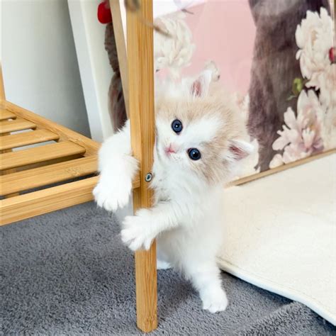 캣스토리 고양이분양 일산파주김포인천