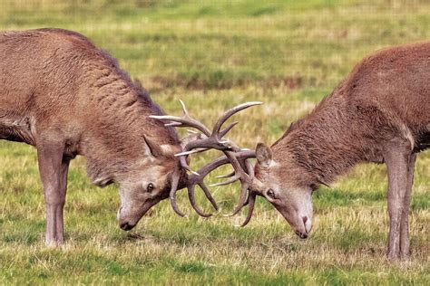 Bradgate Park Deer Roar For Lucky Photographer In The Right Place At The Rut Time