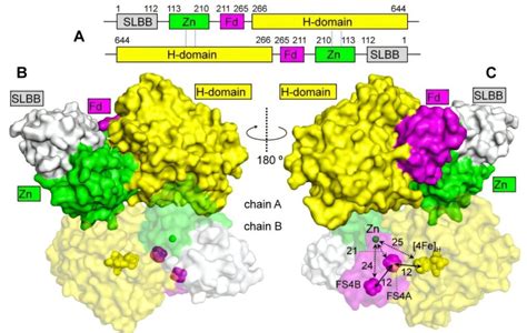 What Are Transitional Fossils And Why Are They Important