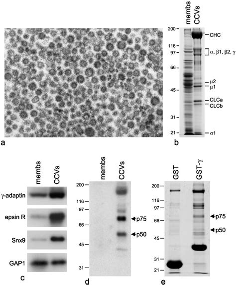 Binding Partners For The Appendage Domain In Rat Liver Clathrin Coated