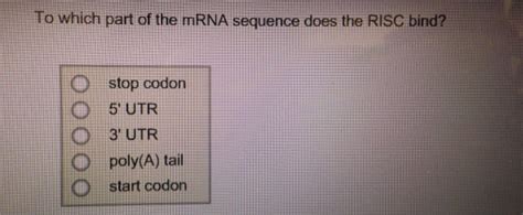 Solved To Which Part Of The Mrna Sequence Does The Risc