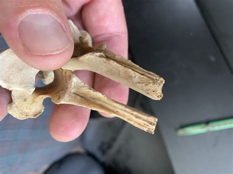 Help Identifying Vertebrate Fossil Id The Fossil Forum