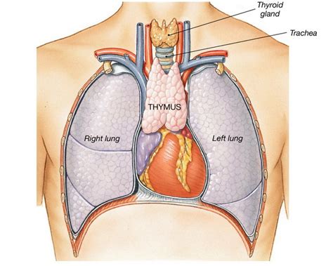 Thymus Function
