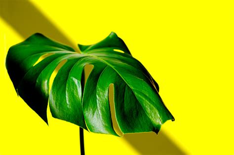 몬스터는 컴포지션 디자인을 위해 장식을 떠난다 포테아 잎 배경에 있는 포테아 델리시오사 잎 이나 스위스 치즈 식물 세련되고 미니멀한 도시 정글 인테리어 0명에 대한 스톡