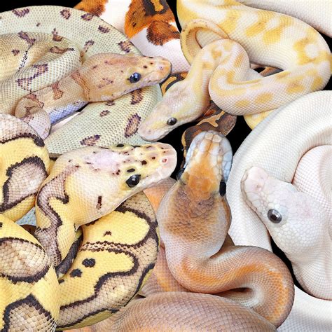 Ball Pythons For Sale Ball Python Morphs For Sale Buy Now Tagged 66 Het Hypo Wilbanks