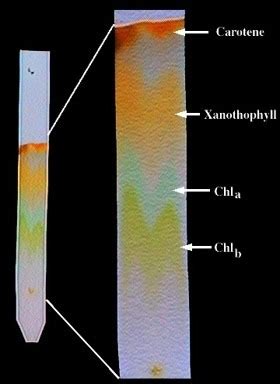 Chromatography Lab Practical 1 Diagram Quizlet