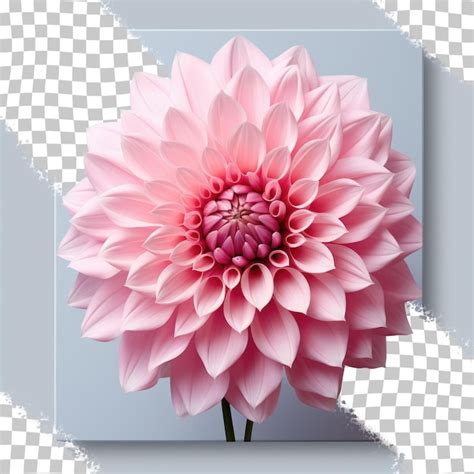 Premium PSD Gorgeous Dahlia Bloom Set Against A Transparent Background