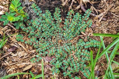 Guide To Spotted Spurge Identification And Control Gecko Green Lawn Care