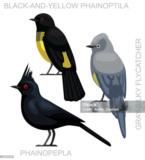 Cute Bird Phainopepla Flycatcher Set Cartoon Vector Stock Illustration