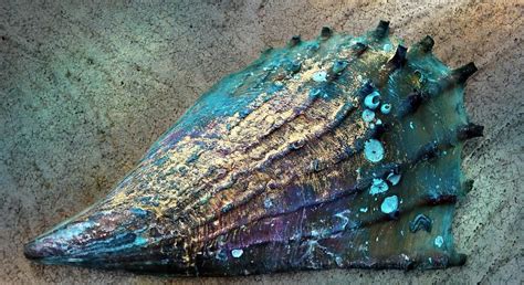 Vibrant Pen Shell Colors Vibrant Pen Shell Colors