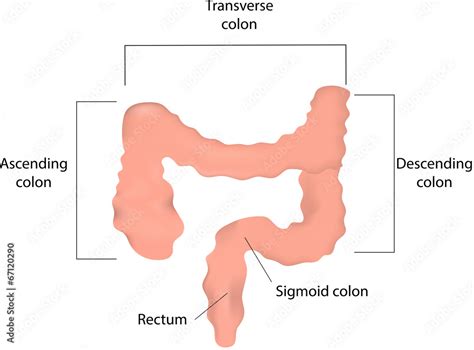 Large Intestine Labeled Diagram Stock Illustration Adobe Stock