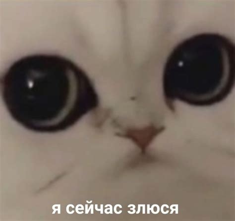 Смешной кот