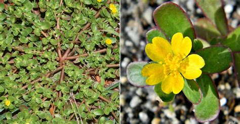 Portulaca Oleracea