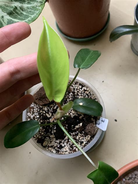 Philodendron Florida Ghost Hybrid 😁 Scrolller