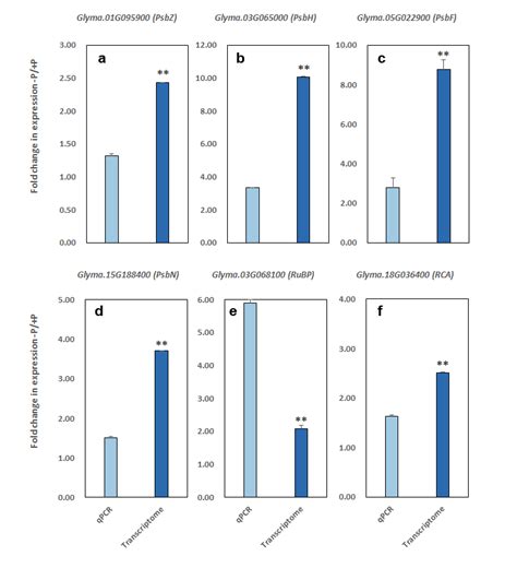 Relative Transcript Levels By Transcriptome And Qpcr Of Photosynthetic