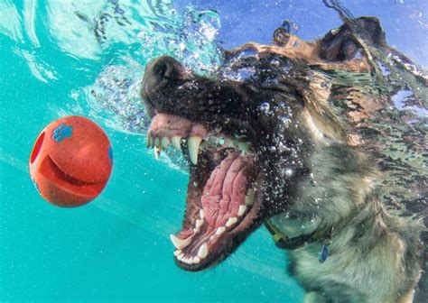 German Shepherd With Straight Leg Syndrome Has Photoshoot Of A Lifetime