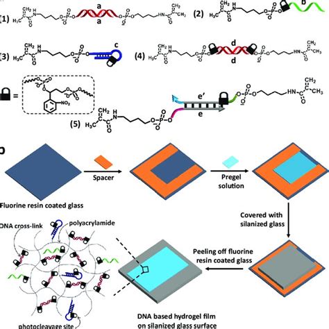 Dna Hybridization Chain Reaction Hcr Dictates Site Specific Swelling Download Scientific