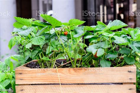 비오는 날 정원 나무 상자에 생 빨간 딸기의 닫기 유기 정원에서 녹색 잎에 작은 물방울 아름다운 야외 자연 배경 도시 원예 0명에 대한 스톡 사진 및 기타 이미지 Istock