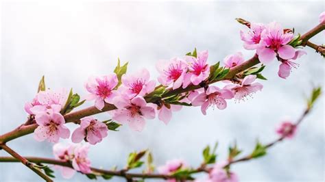 Ramas De Durazno Con Flores Rosas En El Fondo Del Cielo Foto Premium