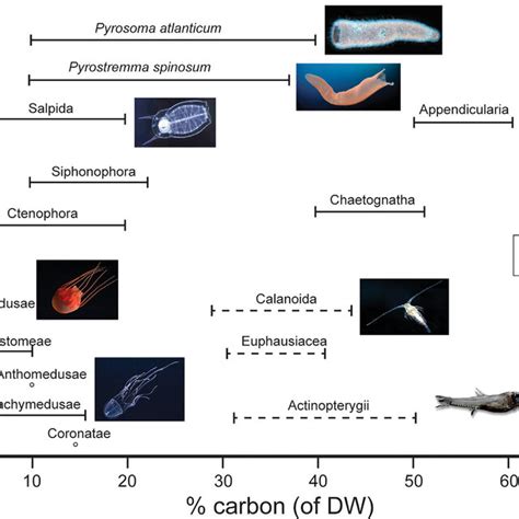 Pdf Current Evidence A Global Review Of Pyrosomes Shedding Light On The Oceans Elusive