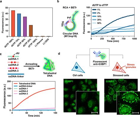 Isothermal Signal Amplification And A Bright Dna Construct For
