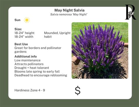 May Night Salvia Riverdene Garden Centre