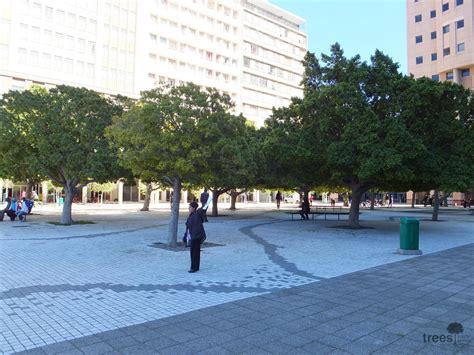 Ficus Microcarpa Nitida Trees Sa Ficus Microcarpa Nitida Trees Sa