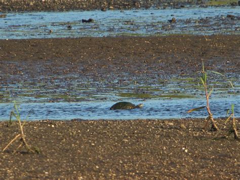 Red Eared Slider Making His Way DFW Urban Wildlife