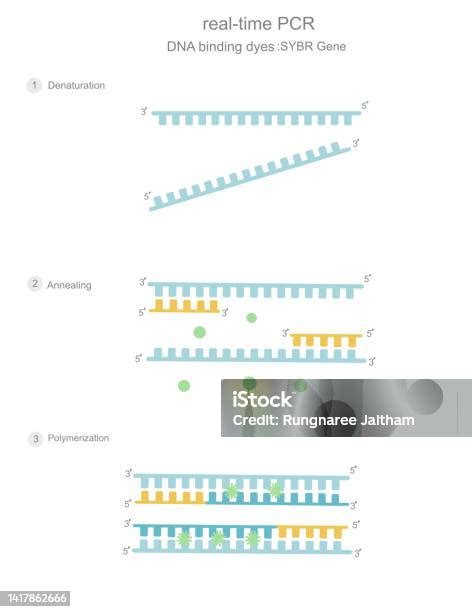 The Realtime Pcr Steps For Signal Detection Or Analysis By Qpcr Machine Stock Illustration