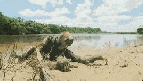 Crawling S Find And Share On Giphy