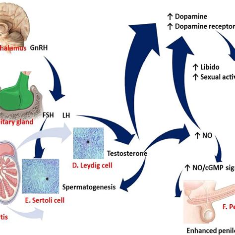 Regulation Of The Male Reproductive Functions By The Download Scientific Diagram