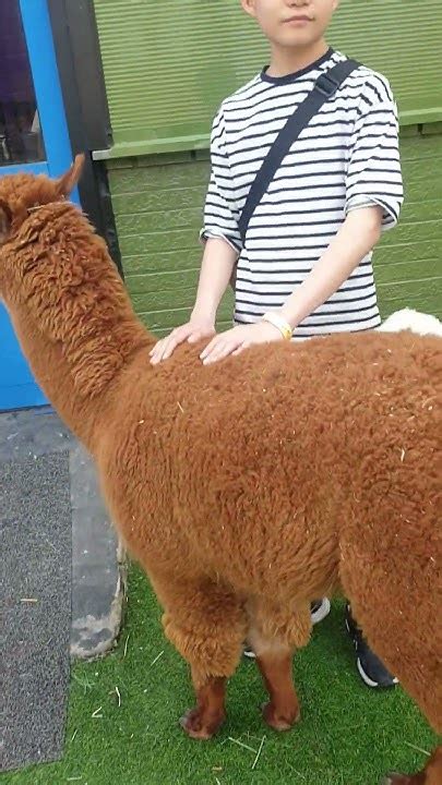 천안 해피애니멀에 있는 귀여운 알파카들♡♡ Youtube