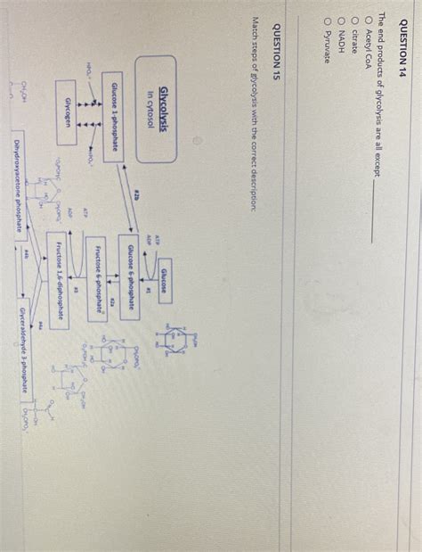 Solved Question 14 The End Products Of Glycolysis Are All Except