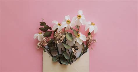 아름 다운 흰색 수선화 꽃은 세련 된 분홍색 배경에 봉투에 담겨 있습니다 해피 어머니의 날 또는 여성의 날 현대 최소한의 꽃 인사말 카드입니다 행복한 부활절 사진