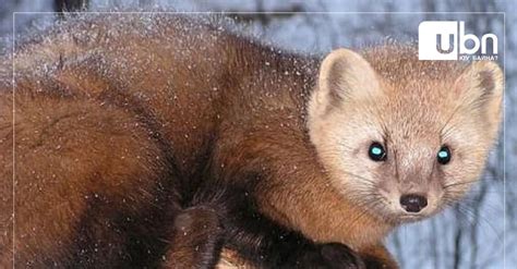 Жил бүр загварын төлөө 50 сая булганы амийг золиослодог