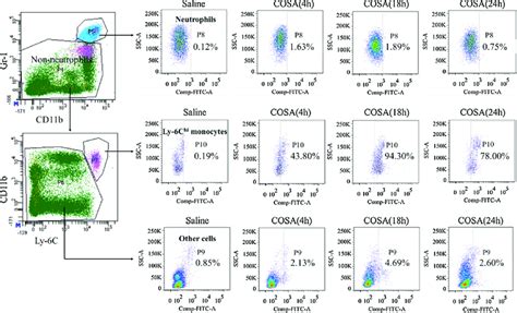 Selective Uptake Of Fitc Cosa By Circulating Monocytes Flow Cytometry