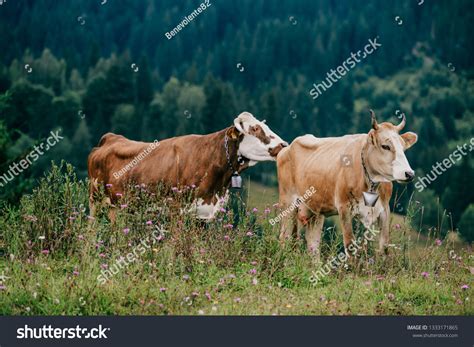 Two Funny Spotted Cows Playing Sex Stock Photo Shutterstock