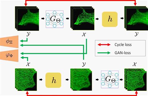 Cyclegan With A Blur Kernel For Deconvolution Microscopy Optimal Transport Geometry Deepai