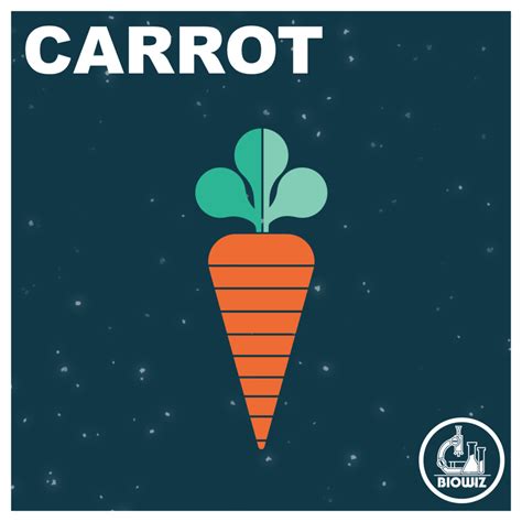 Carrot