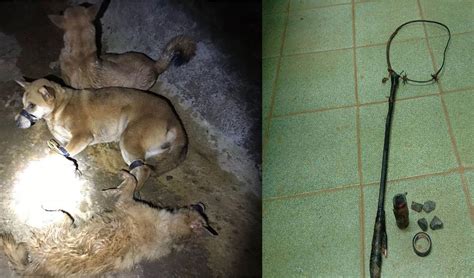 Thanh Ni N Tr M Ch T O T N D Ng B Nh X T H I Cay Ch Ng Tr Csgt