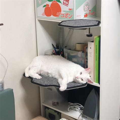 最小空間占有で最大空間拡張。組み立ても簡単な新概念キャットタワーcat Kick｜マクアケ アタラシイものや体験の応援購入サービス