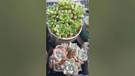 걸이대and실외기폭염~ 멀쩡한 다육이들 Youtube